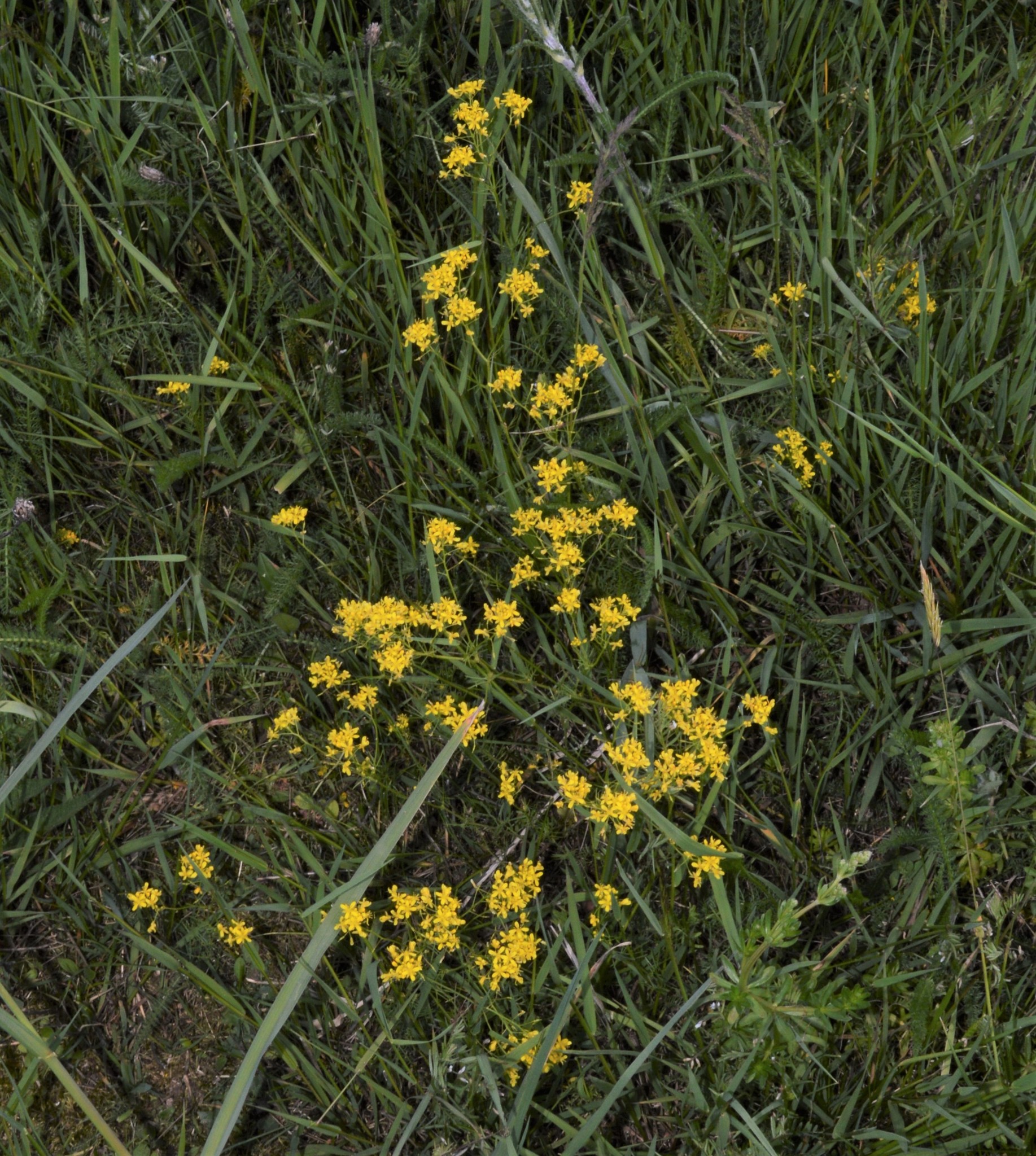 Rorippa pyrenaica (L.) Rchb.