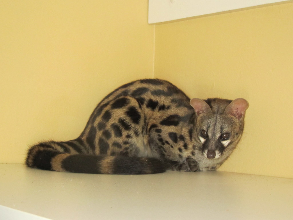 Cape Genet from Hout Bay, Cape Town, South Africa on May 13, 2013 by ...
