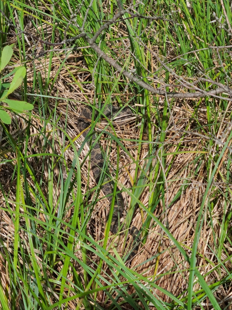 Massasauga in May 2024 by jkloeze. Basking on grassy knoll on edge of ...
