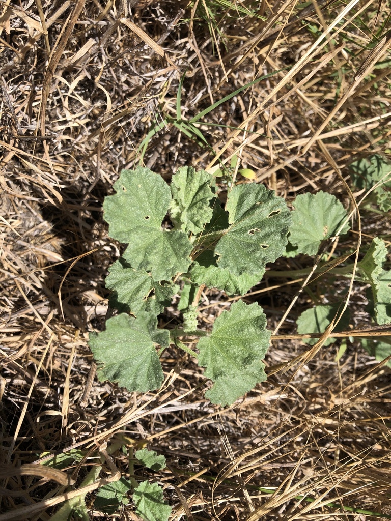 alkali mallow from Channel Islands National Park, Channel Islands ...