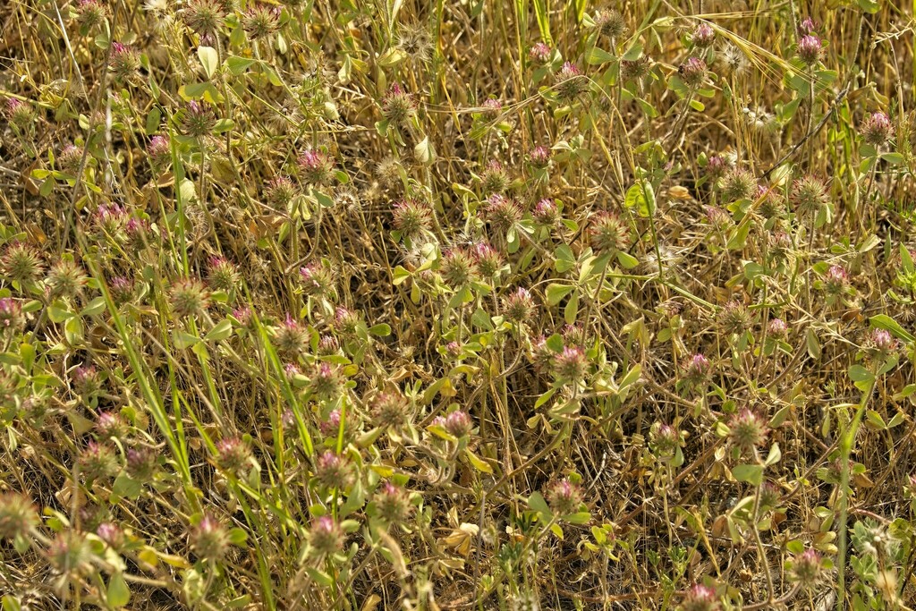 Rose Clover from Shasta, CA, USA on May 19, 2024 at 06:31 AM by mnsmith ...