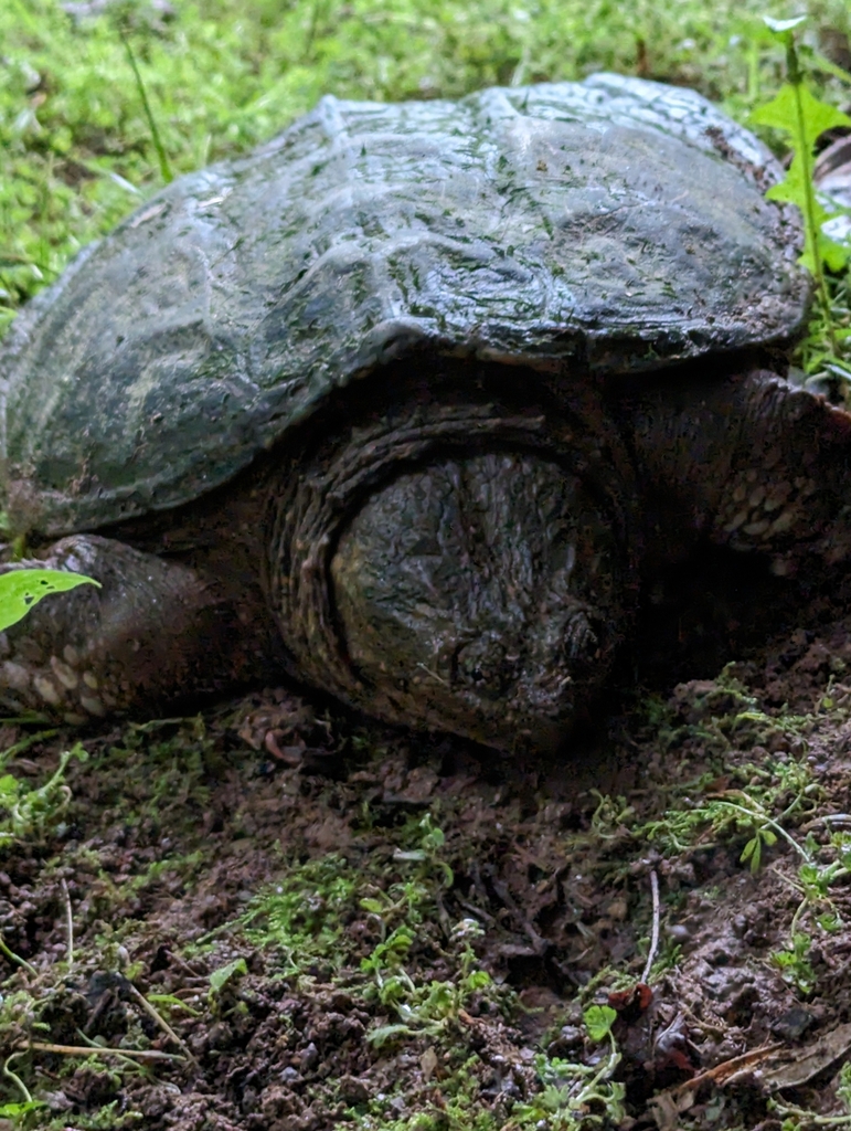 Common Snapping Turtle from Asheville, NC 28806, USA on May 26, 2024 at ...