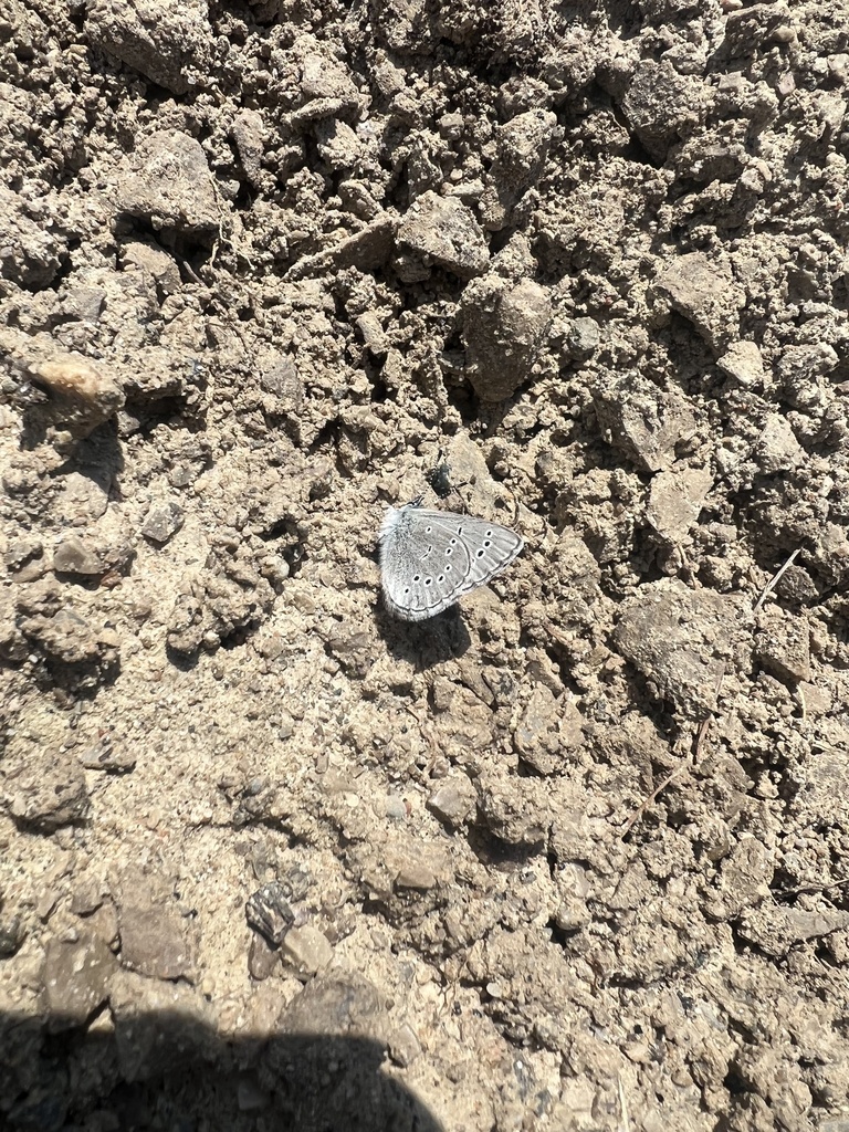 Silvery Blue from Manitoulin Island, Billings, ON, CA on May 18, 2024 ...