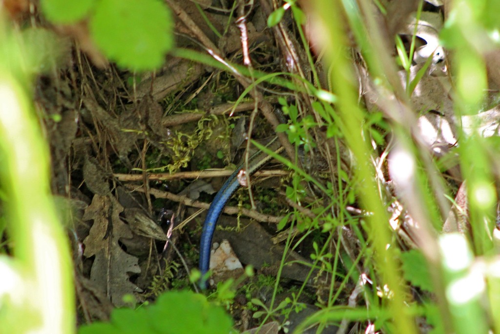 Western Skink from Hunting Hollow, California 95023, USA on May 11 ...