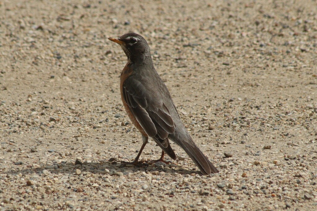 Northern Robin from Jones County, SD, USA on May 23, 2024 at 03:39 PM ...