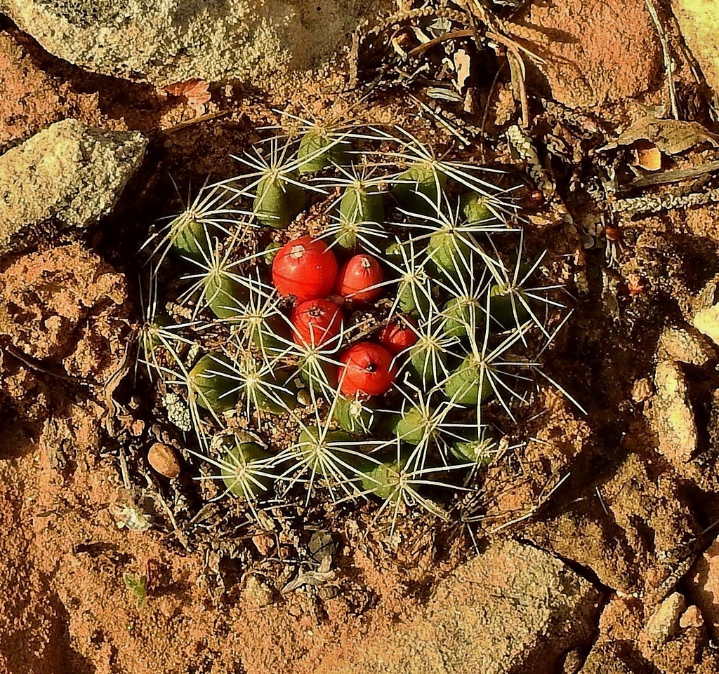 Missouri Foxtail Cactus from Mesa County, CO, USA on May 5, 2016 at 09: ...