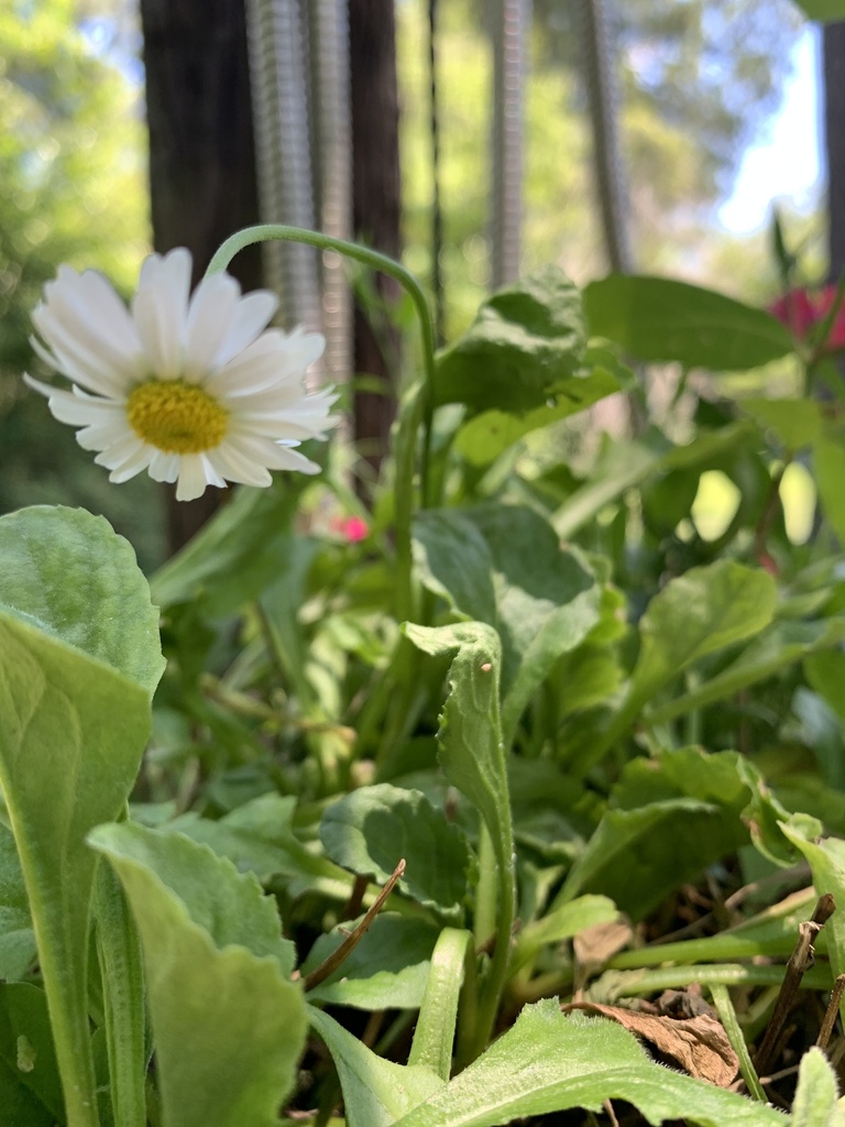 Lawn daisy in May 2024 by bionicbee · iNaturalist