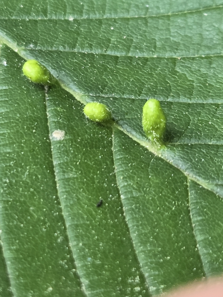 Elm Finger Gall Mite from Easttown Township, PA, USA on May 29, 2024 at ...