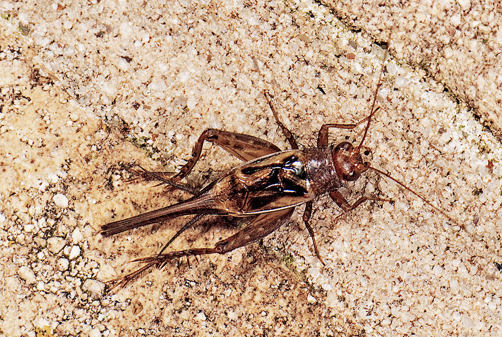 Southern Ground Cricket from Canyon Lake, TX, USA on May 28, 2024 at 10 ...