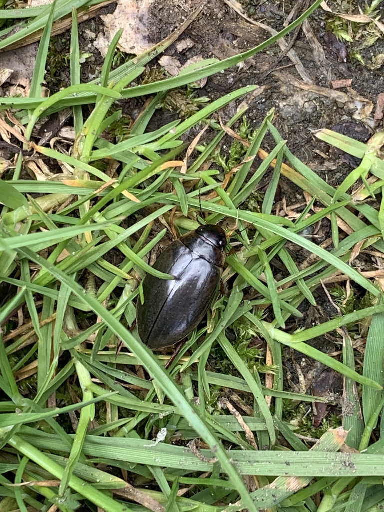 large-grooved diving beetle from Haysden Country Park, Tonbridge ...