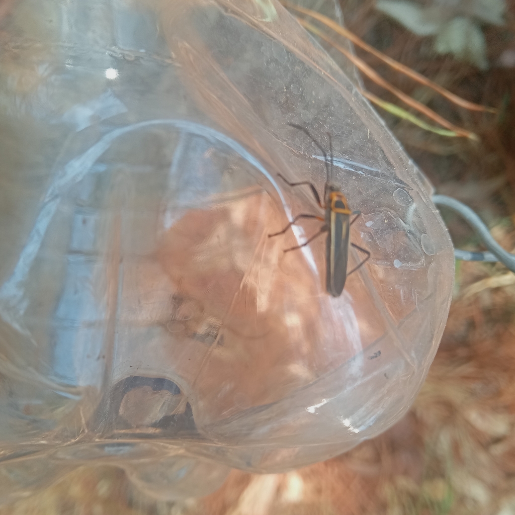 Stenomacra marginella from Manzana 022, 50640 San Felipe del Progreso ...