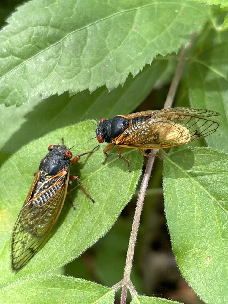 Periodical Cicadas from N Park Pl, Petersburg, IL, US on May 29, 2024 ...