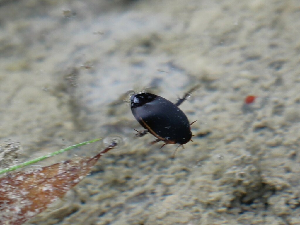 Hydaticus seminiger from 82 Pupplinger Au, Deutschland on May 18, 2024 ...