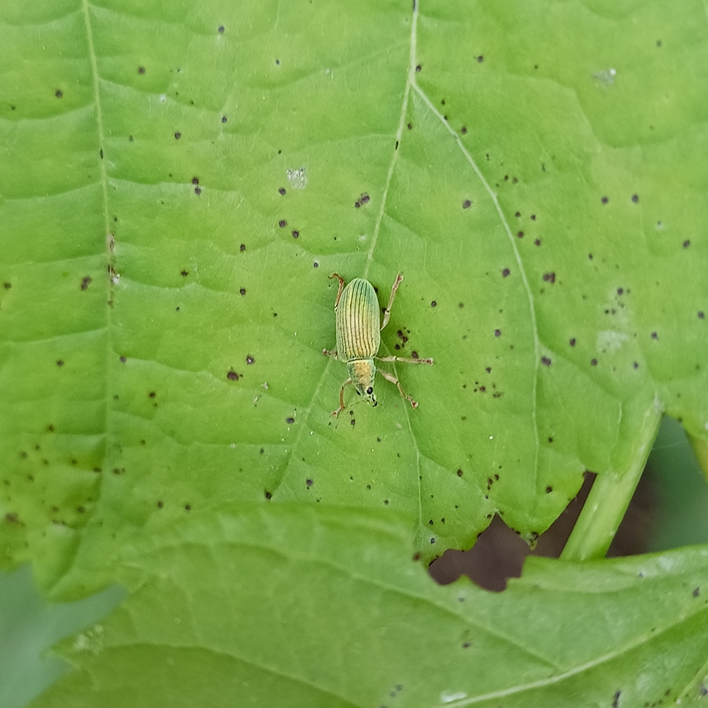 Green Immigrant Leaf Weevil from Uxbridge UB8, UK on May 29, 2024 at 07 ...