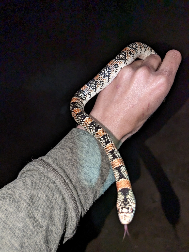 Long-nosed Snake in May 2024 by reptile_galen · iNaturalist