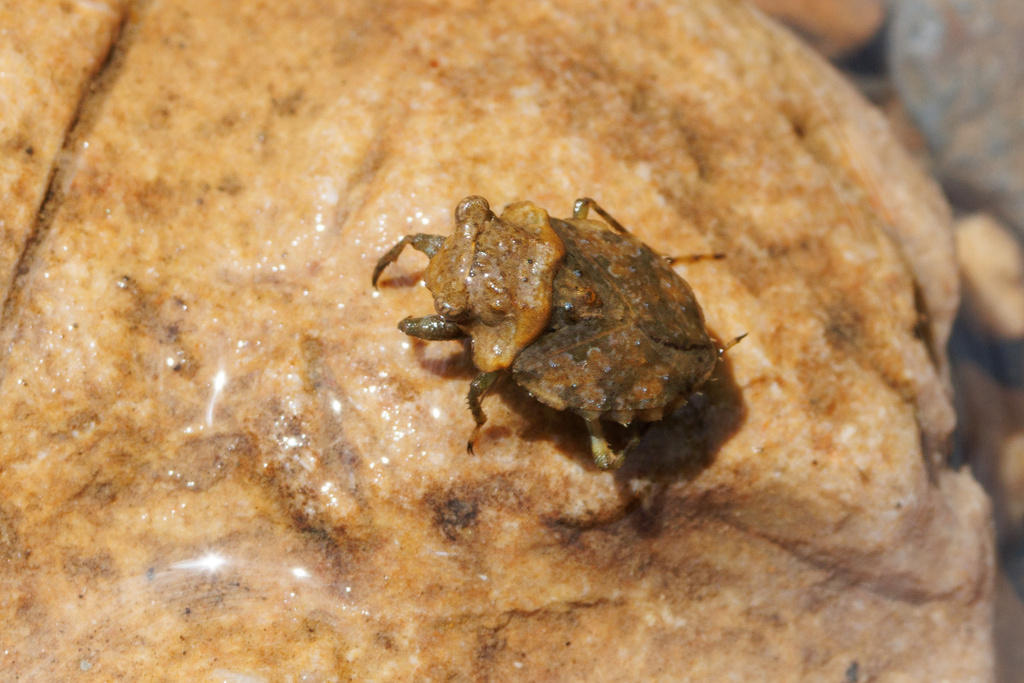 Big-eyed Toad Bug from Drakes Creek, Hendersonville, TN, US on May 29 ...