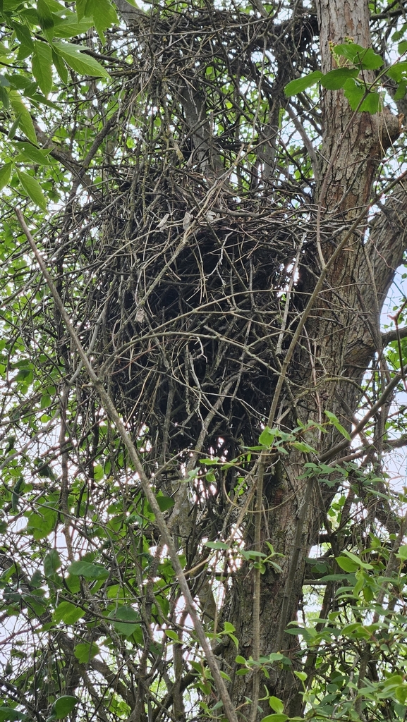 Black-billed Magpie from Spokane, WA 99201, USA on May 29, 2024 at 11: ...