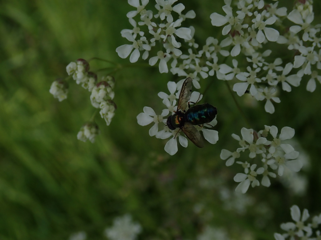 Broad Centurion Fly from Stratford-upon-Avon CV37, UK on May 29, 2024 ...