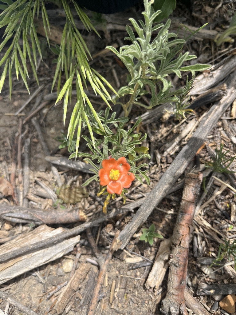 Scarlet Globemallow from Colorado State University, Pueblo, CO, US on ...