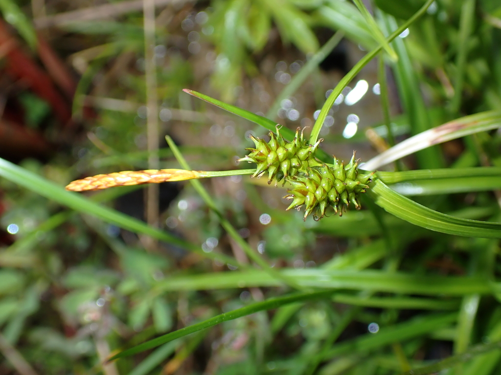 Common Yellow Sedge from Bailrigg, Lancaster, UK on 29 May, 2024 at 03: ...