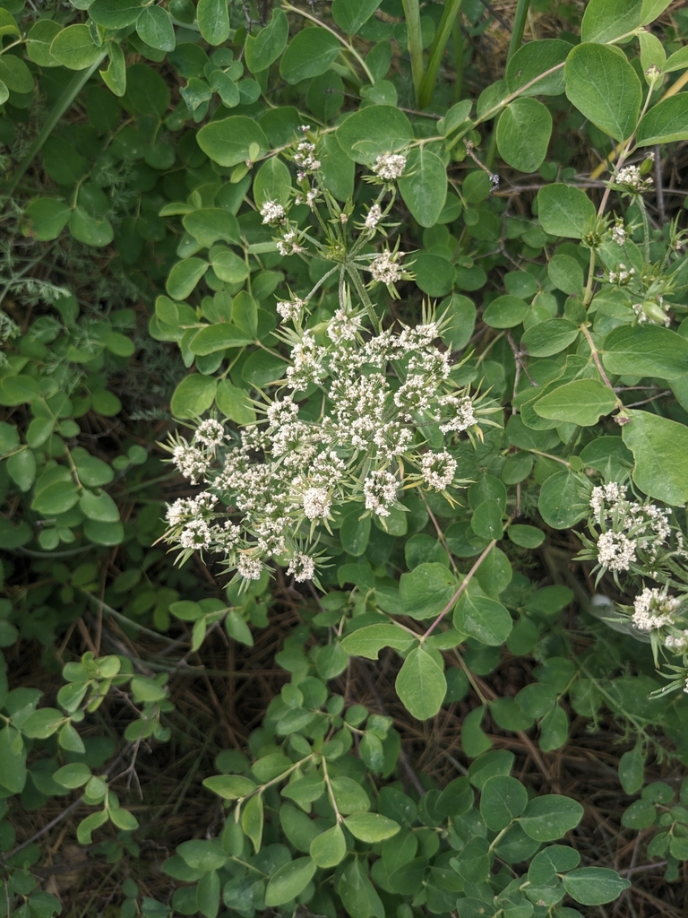 bigseed biscuitroot from Manito, Spokane, WA, USA on May 29, 2024 at 11 ...