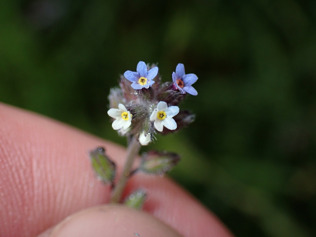 Changing Forget-me-not from Lancashire, UK on May 29, 2024 at 04:05 PM ...