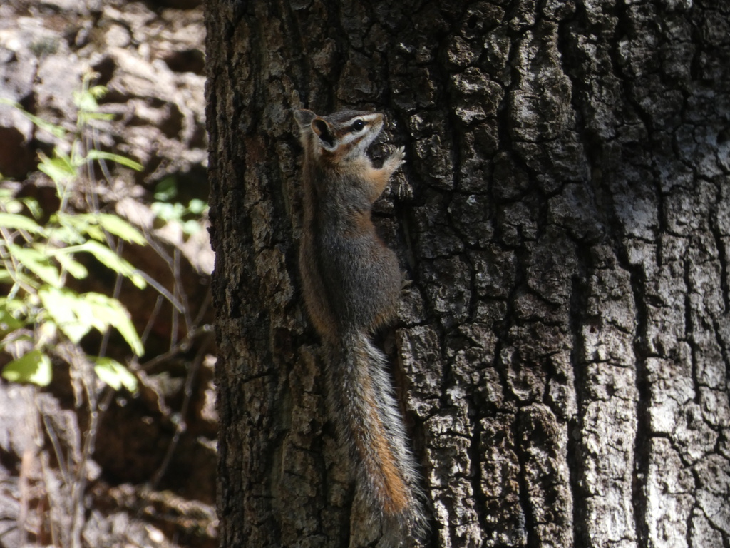 Cliff Chipmunk from Cochise County, AZ, USA on October 9, 2021 at 11:21 ...