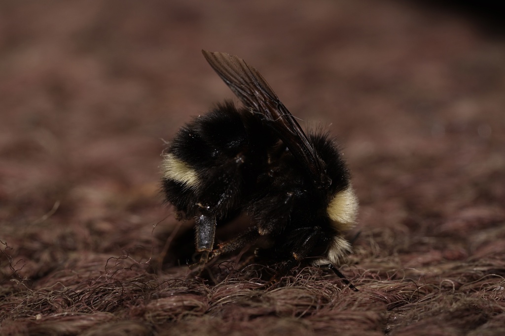Fog-belt Bumble Bee in May 2024 by Michael Stein. Observed on porch of ...