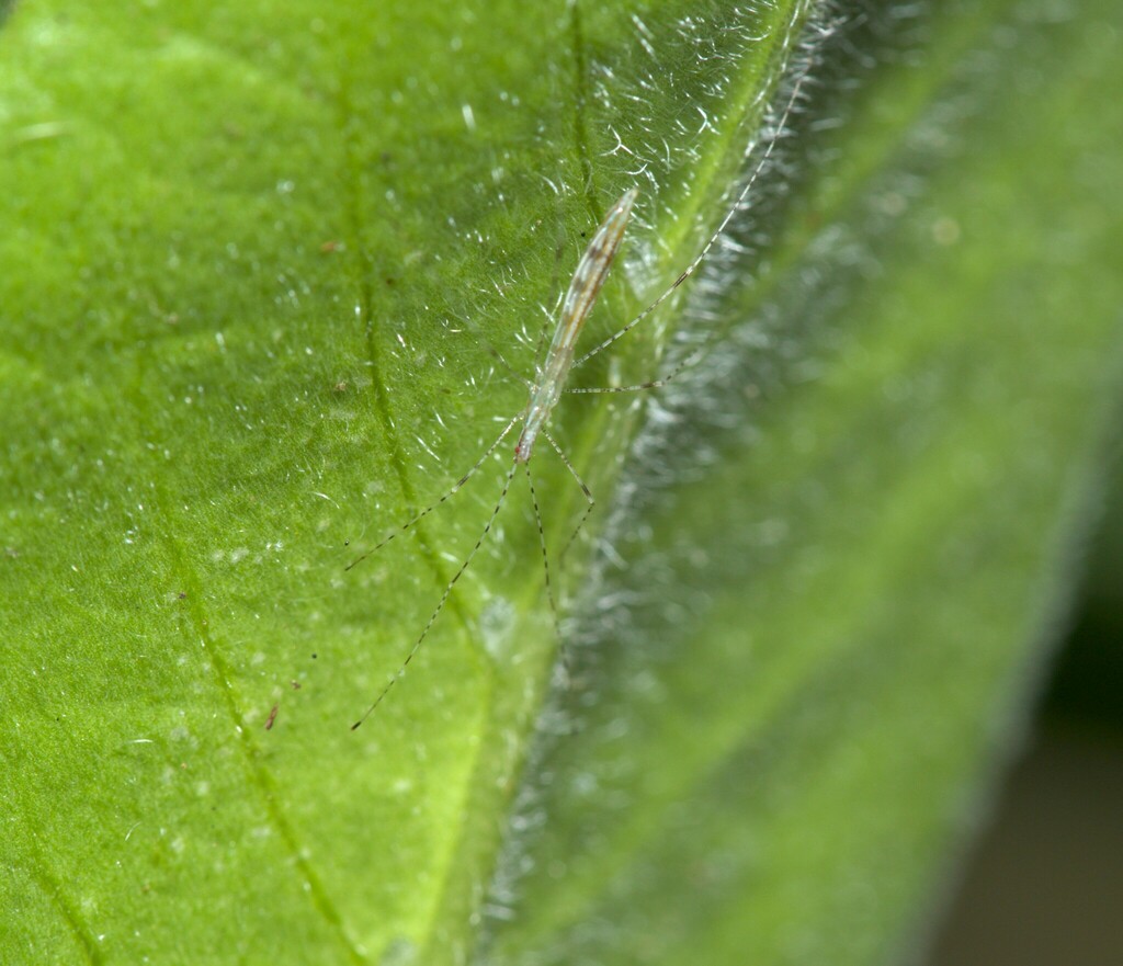 Stilt Bugs from Pretoria National Botanical Gardens, 2 Cussonia Ave ...