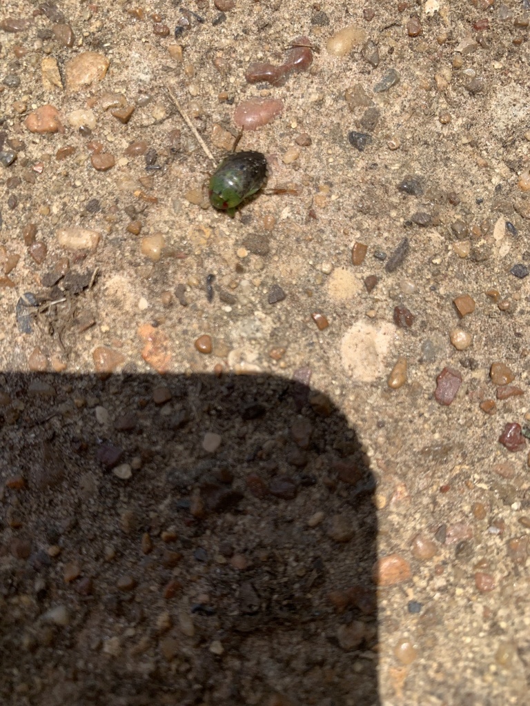 Alligator Fleas from County Road 2131, Whitehouse, TX, US on May 29 ...