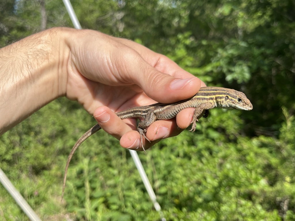 Six-lined Racerunner in May 2024 by Jorge Aguilera · iNaturalist