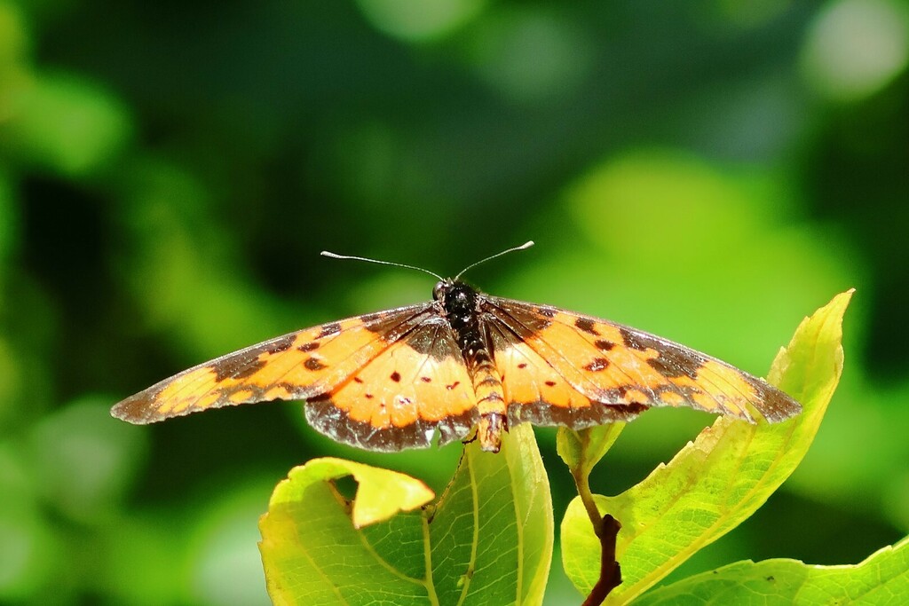Acara Acraea from Stutterheim, South Africa on March 21, 2024 at 08:35 ...