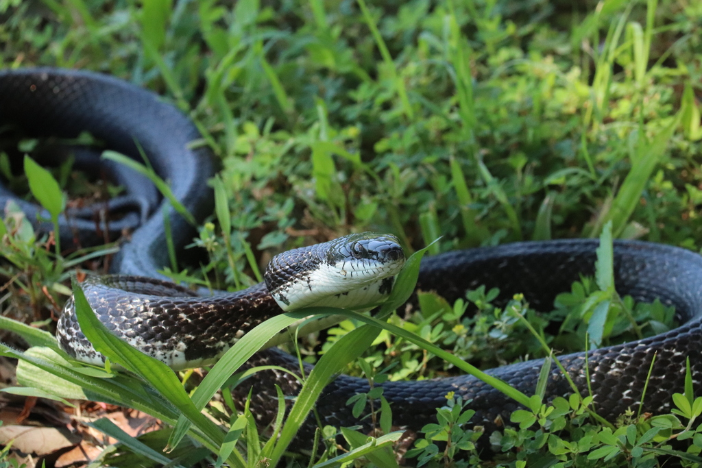 Eastern/Gray Ratsnake Complex from 11110 Kimages Rd, Charles City, VA ...