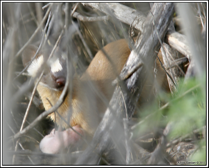 Long-tailed Weasel from Kern National Wildlife Refuge, Lost Hills, CA ...