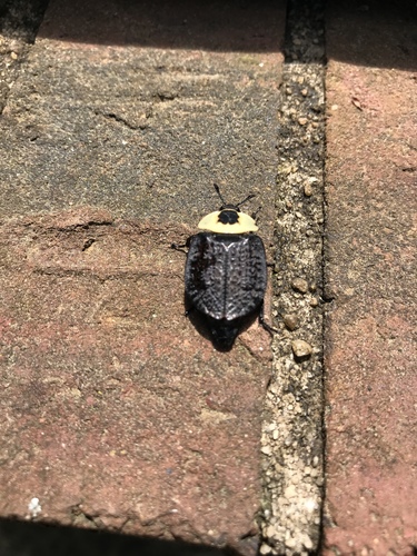 Observations by ragdollkat · iNaturalist