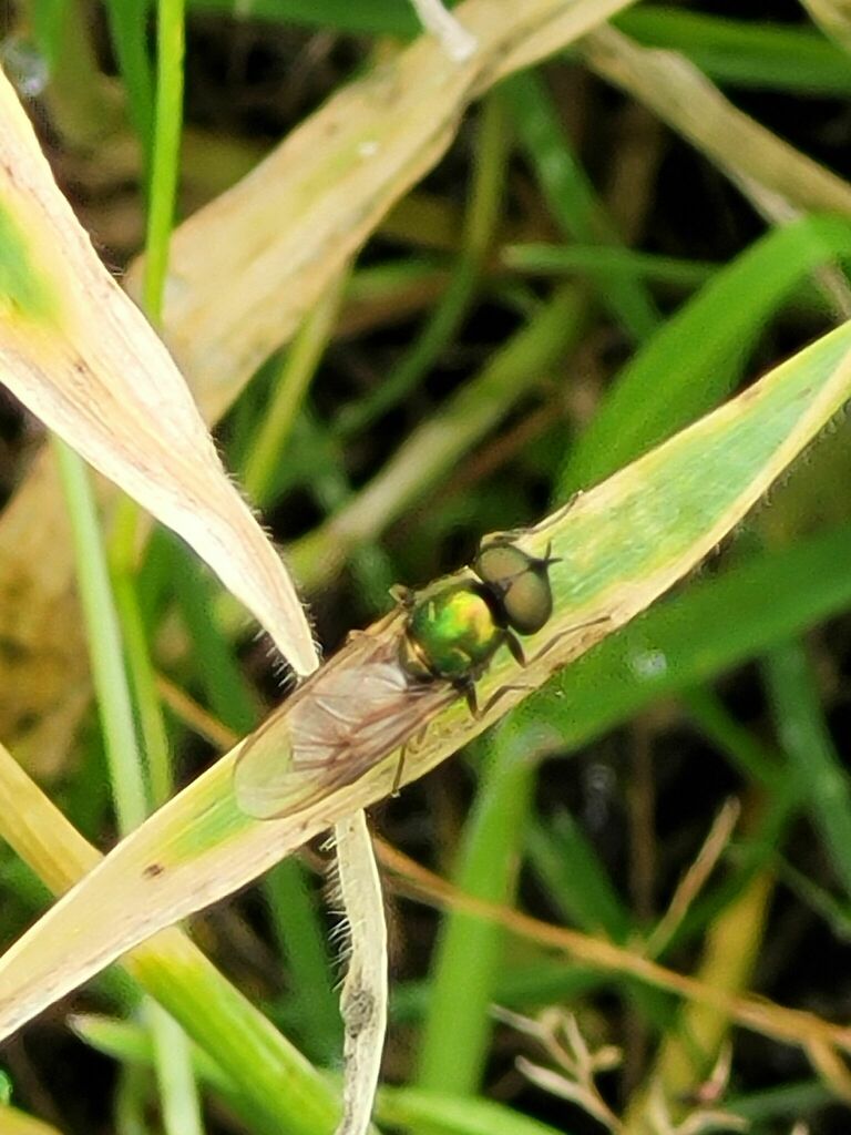 Broad Centurion Fly from Frankfurt-Süd, Deutschland on May 29, 2024 at ...