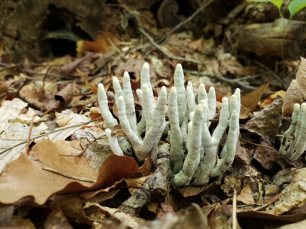 dead man's fingers from Seldom Home Dr, Black Mountain, NC 28711, USA ...