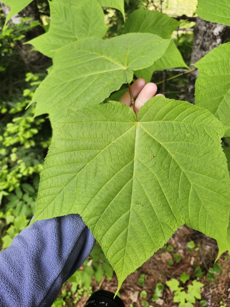 striped maple from Southern Victoria, NB, Canada on May 29, 2024 at 02: ...