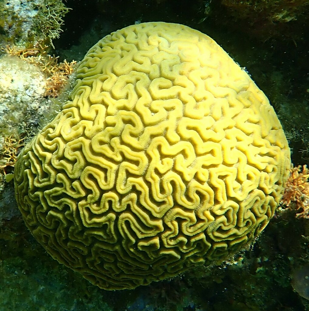 Grooved Brain Coral (Caribbean Shallow Water Stony Corals Commonly Seen ...