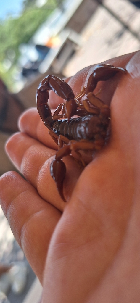 Iurida from Yelapa on May 20, 2024 at 01:01 PM by sashallagher ...