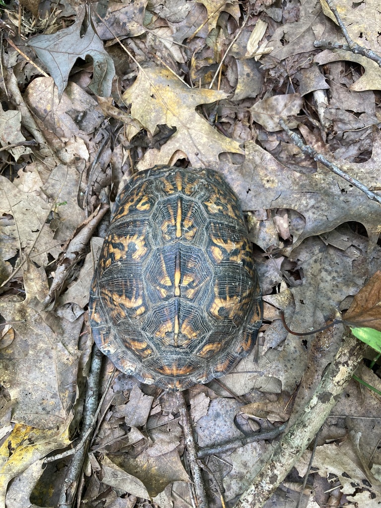Eastern Box Turtle in May 2024 by camsling · iNaturalist