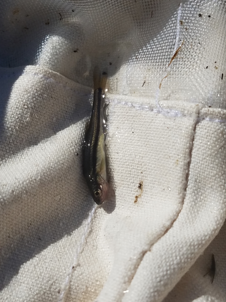 Northern Redbelly Dace from Beaver Bay Township, MN, USA on May 13 ...