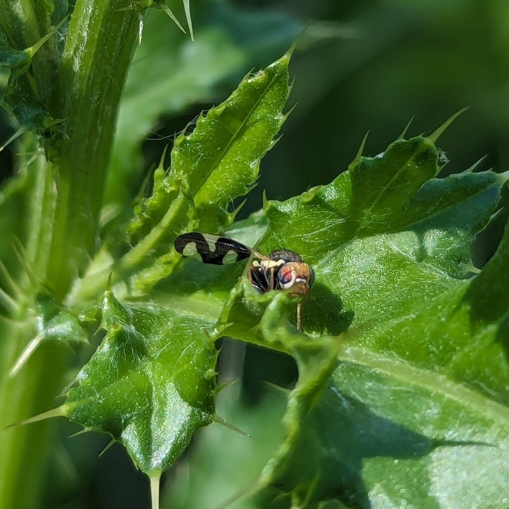 Thistle Stem Gall Fly from Chatham, NJ 07928, USA on May 29, 2024 at 03 ...