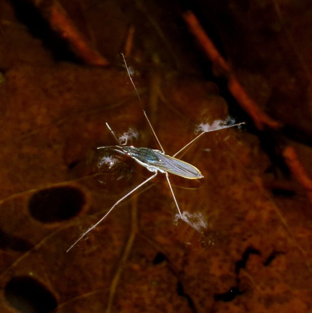 Gerris from Bowling Green, OH, USA on May 28, 2024 at 01:51 PM by Greg ...