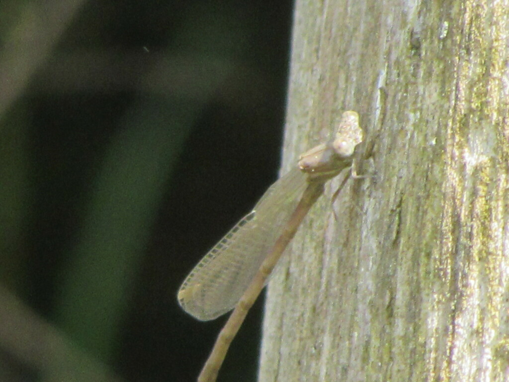 Variable Dancer from Danby, VT, USA on May 29, 2024 at 02:17 PM by ...