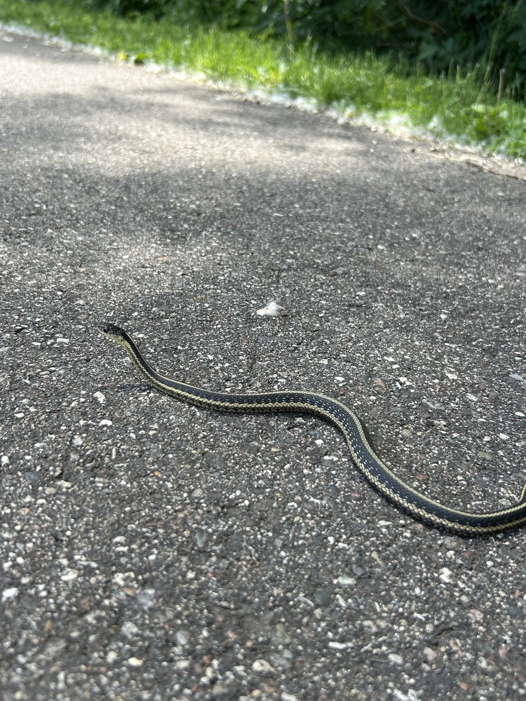 Common Garter Snake from Spring St, Hastings, MN, US on May 29, 2024 at ...