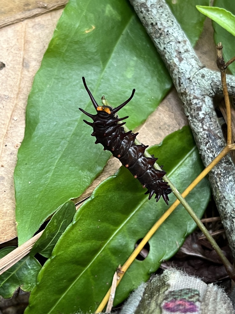 Pipevine Swallowtail in May 2024 by thankyoukindly · iNaturalist