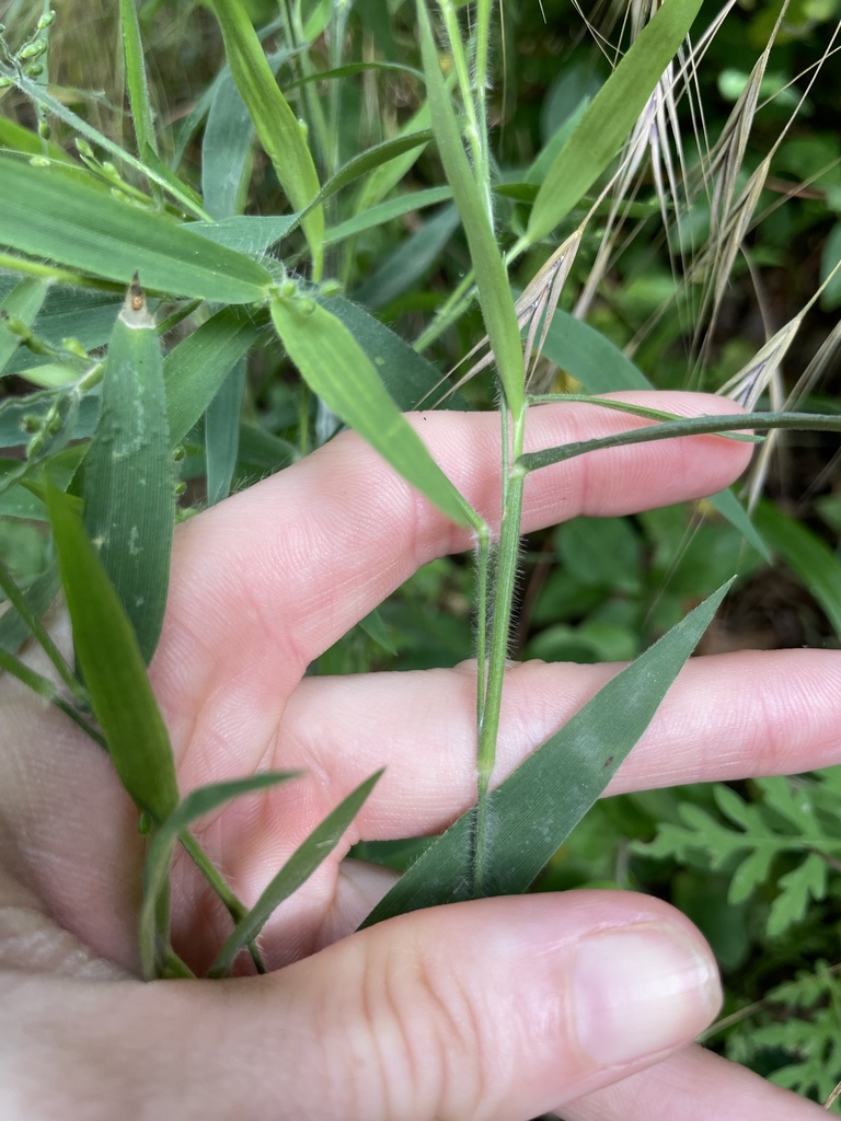 Scribner's Panicgrass from Main St, West Fork, AR, US on May 29, 2024 ...