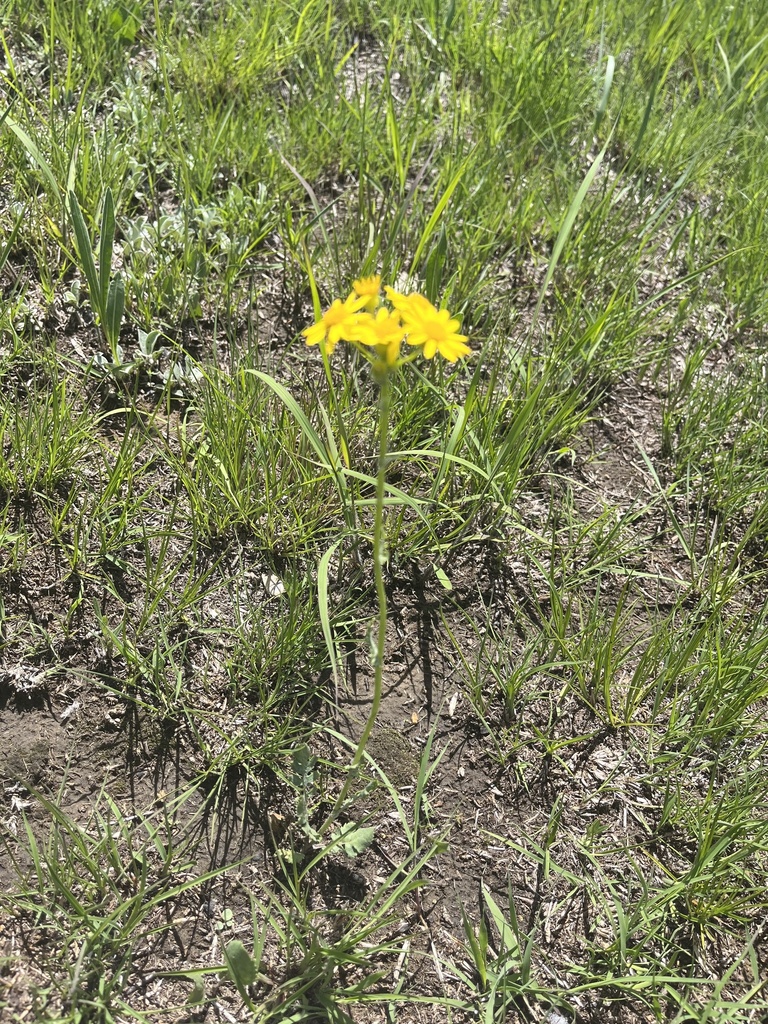 Prairie Groundsel from Hastings, MN, US on May 29, 2024 at 12:37 PM by ...
