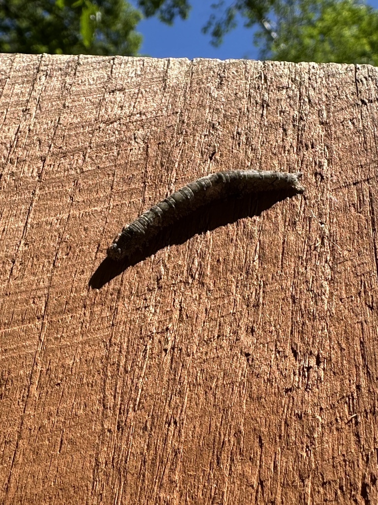 Connubial Underwing from Tamarack Nature Center, Saint Paul, MN, US on ...